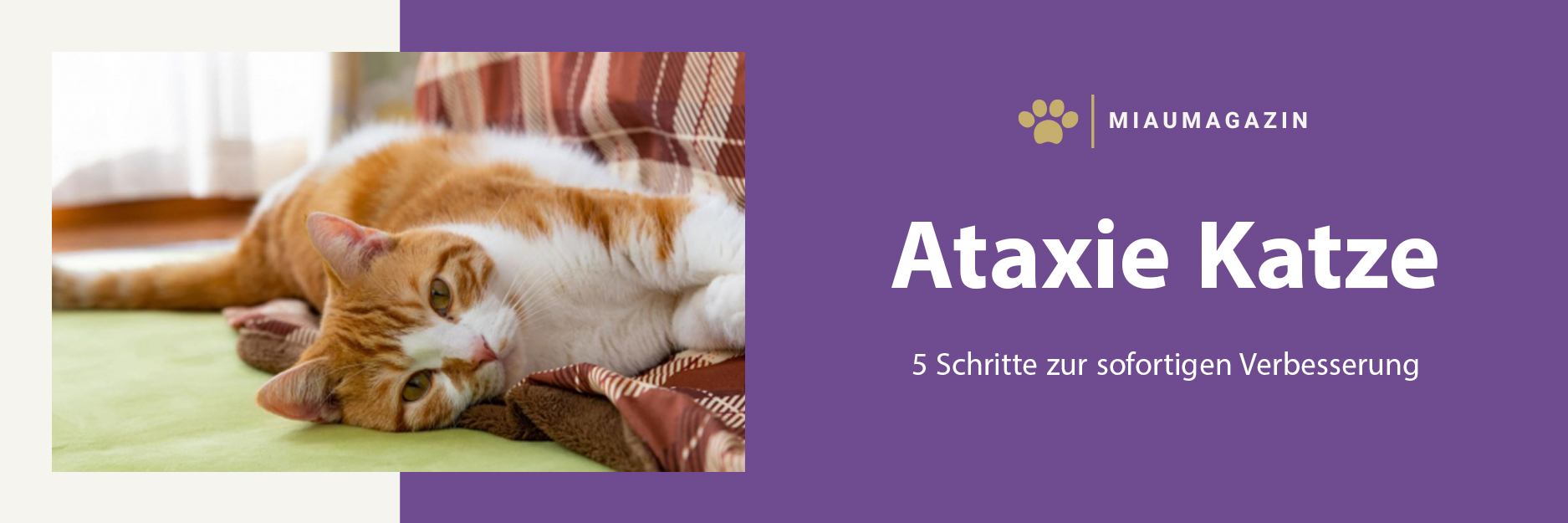 Ataxie Katze: 5 Schritte zur sofortigen Verbesserung - miau magazin
