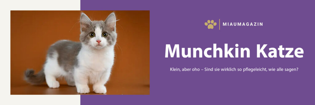 Munchkin Katze: Klein, aber oho – Sind sie wirklich so pflegeleicht, wie alle sagen? - miau magazin